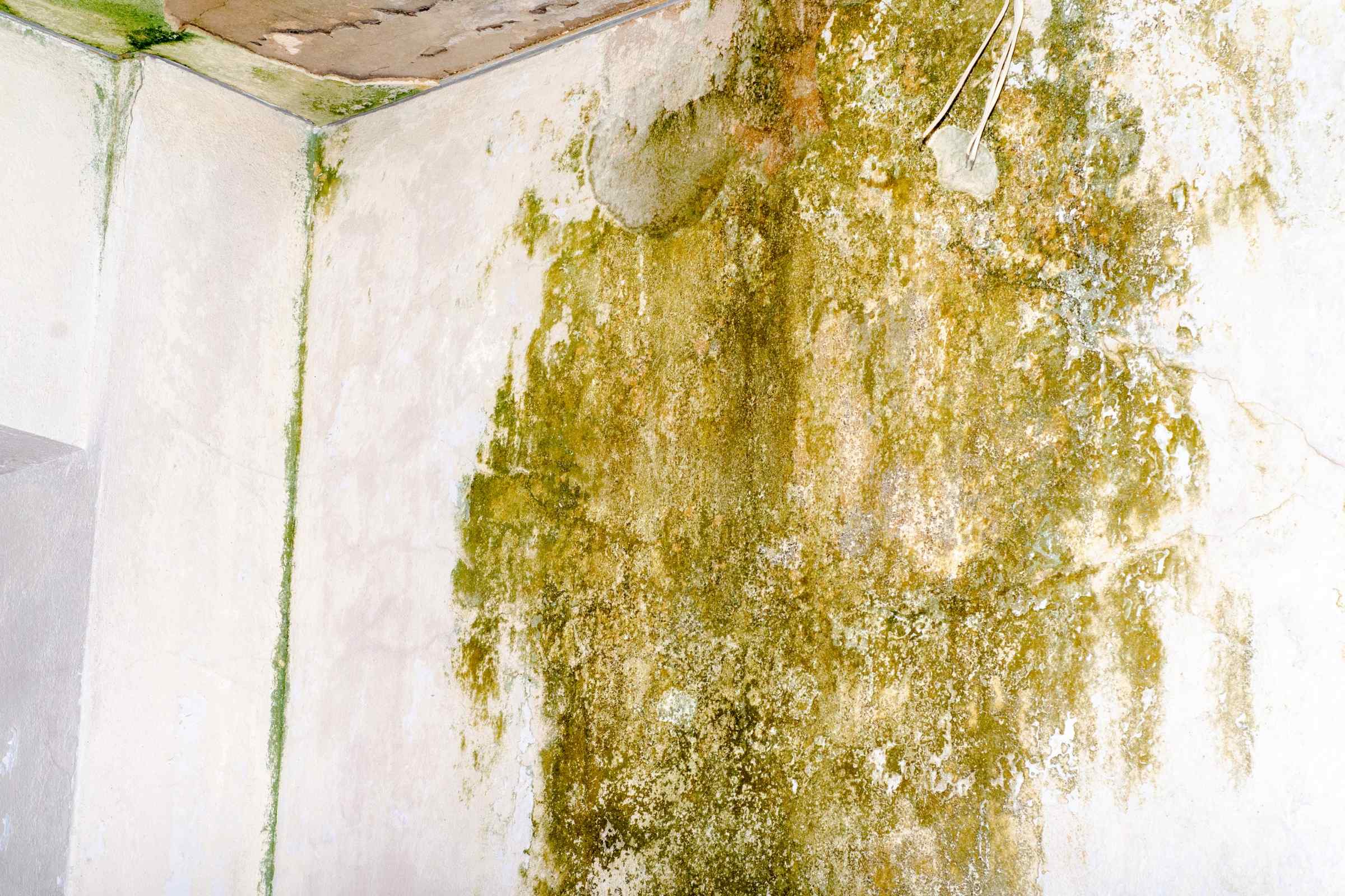 Comprehensive Mold Restoration - Deep South Restoration